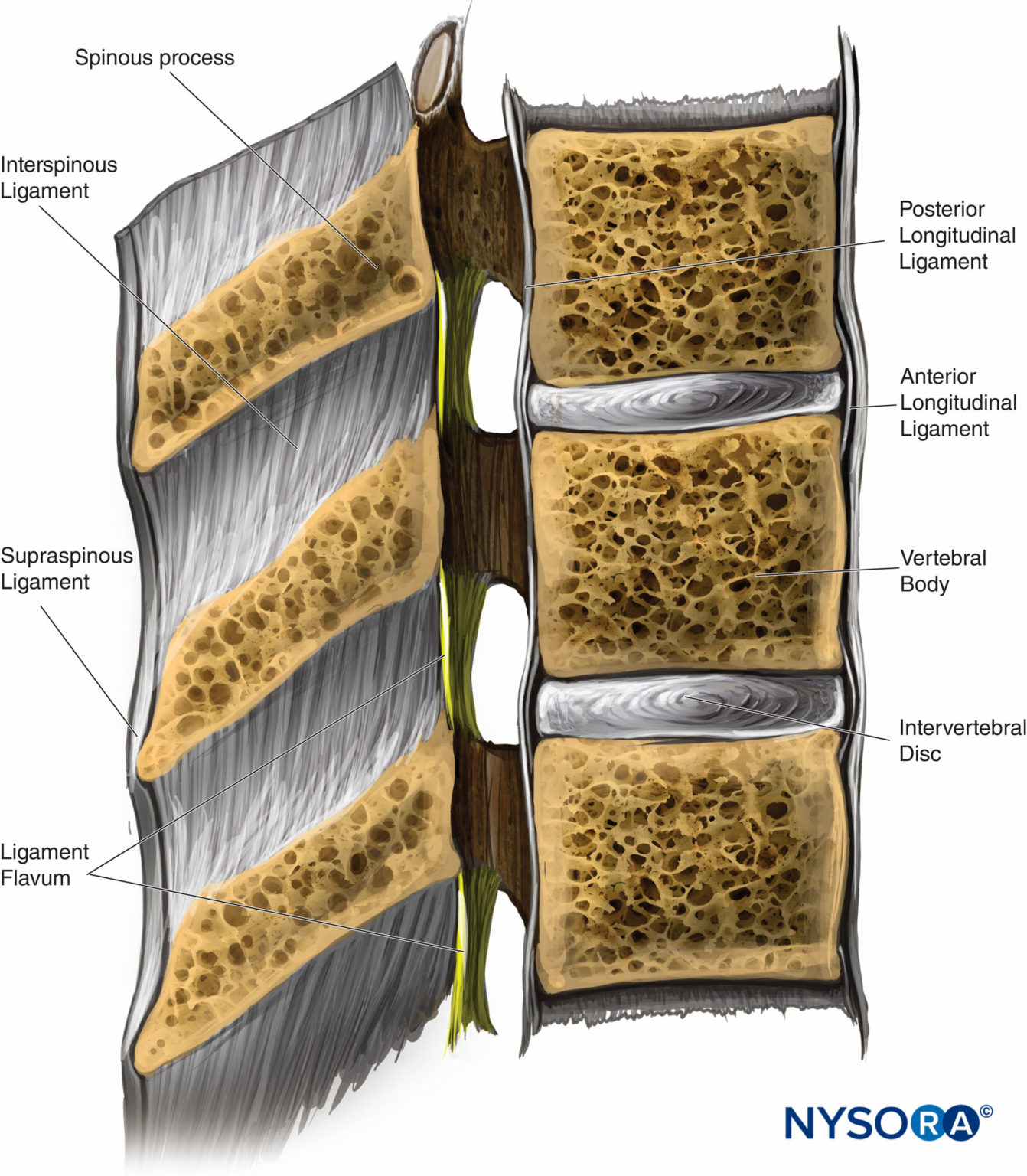 Spinal anesthesia – NYSORA e-Learning System